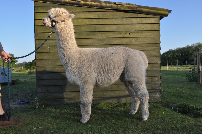 Stud Males :: Let's Go Alpacas!